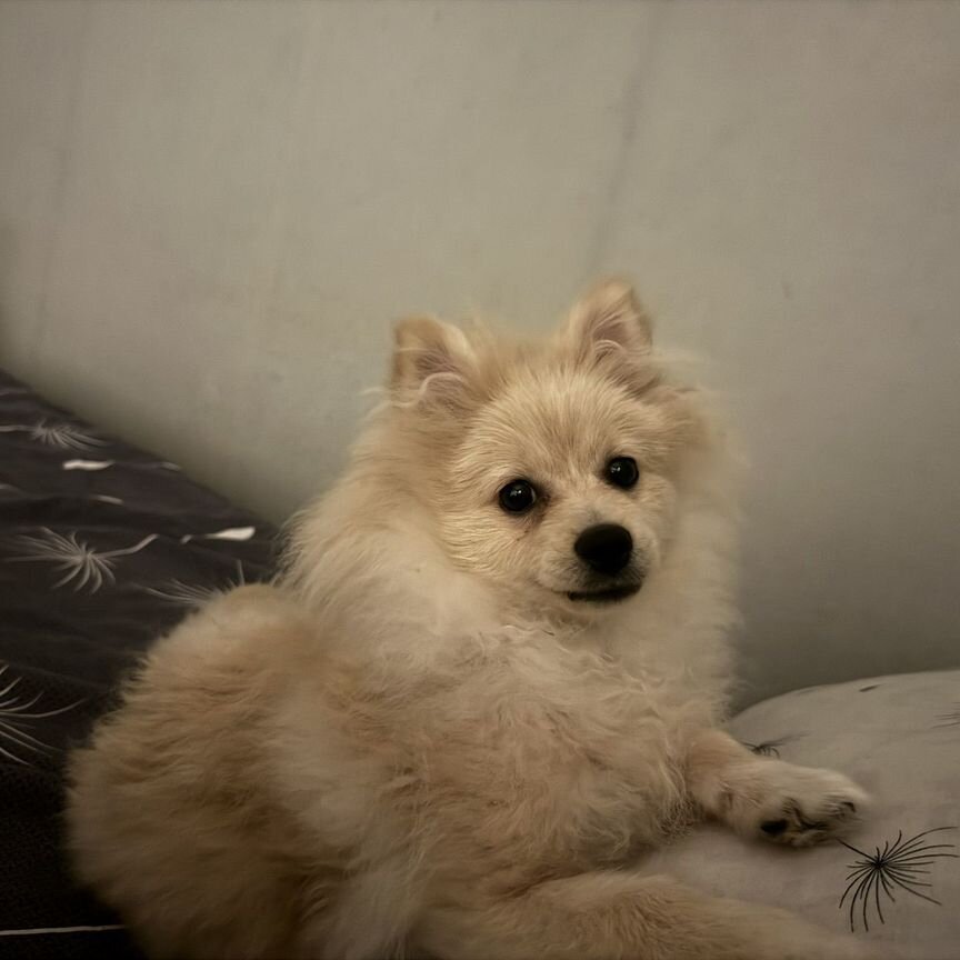 Отдам в добрые руки шпица