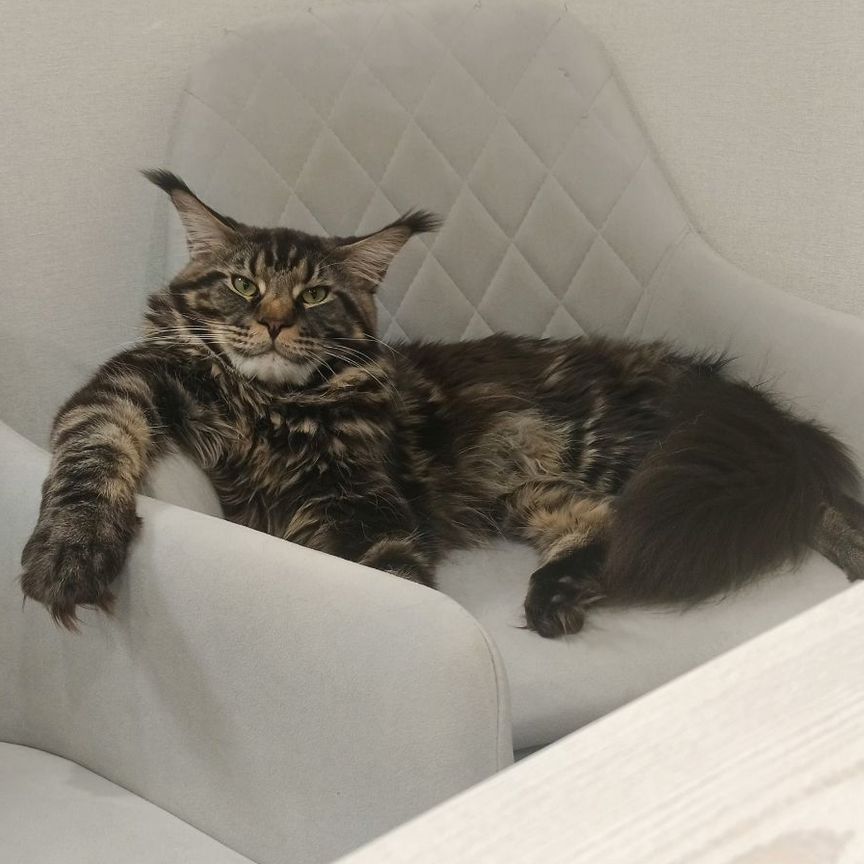 Мейн-кун котёнок