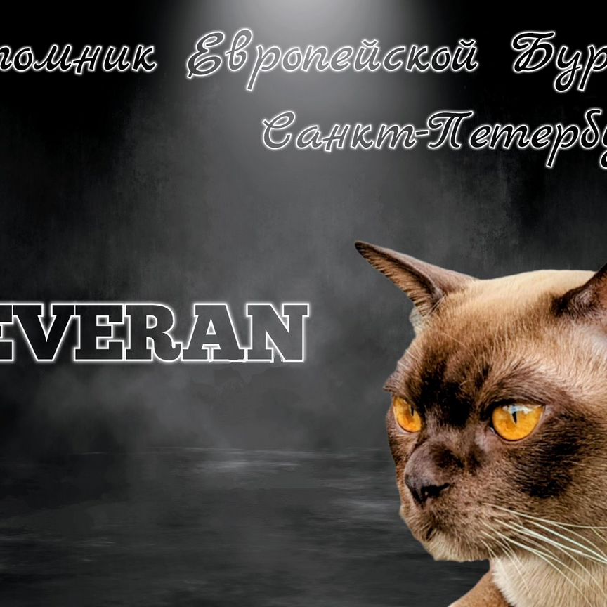 Котята европейской бурмы
