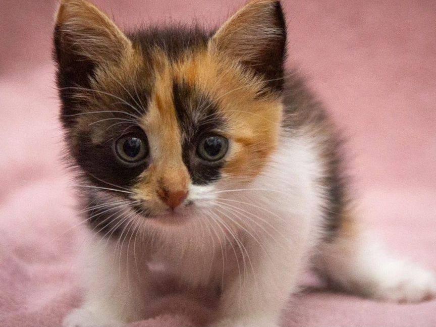 Котенок девочка трехцветная Акварелька