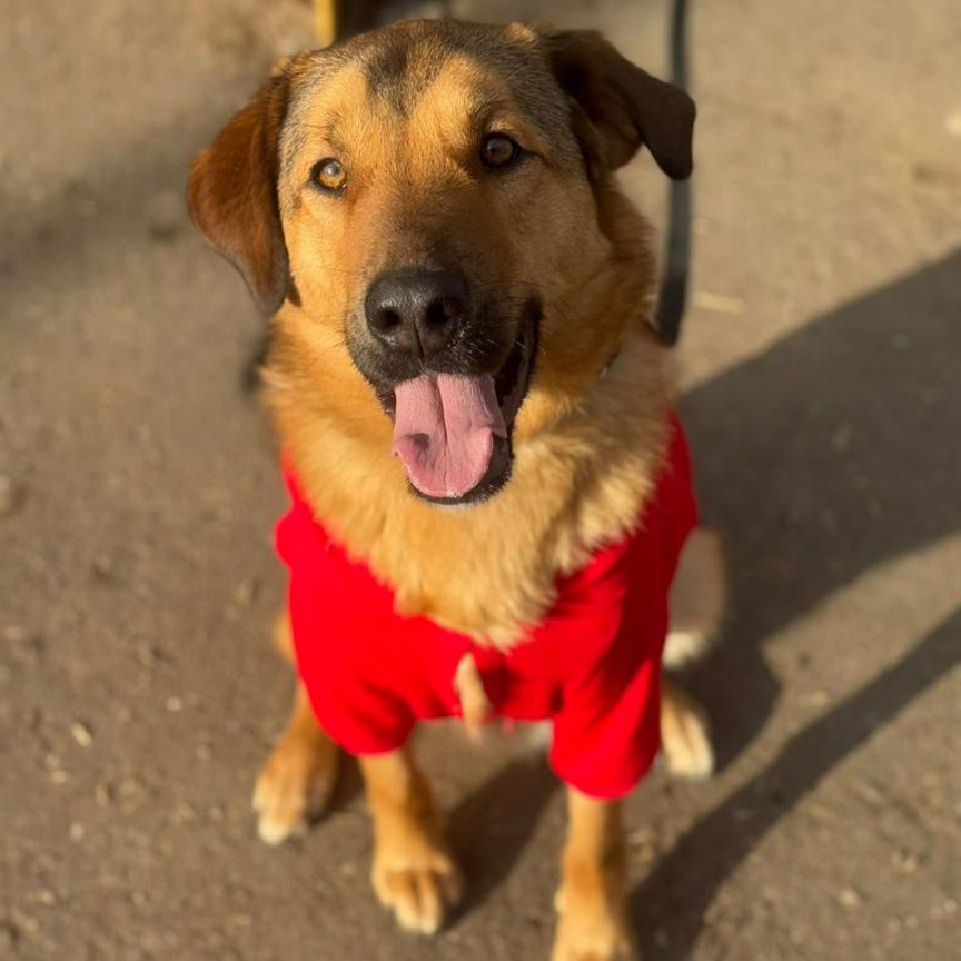 Смурфик. Молодой пес из приюта в добрые руки