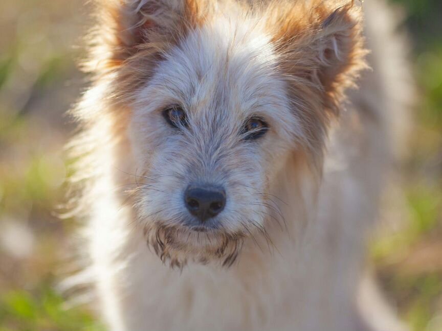 Щенок ищет дом