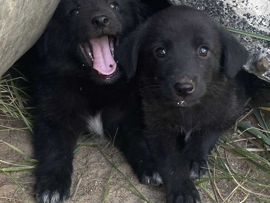 Братик и сестричка живут в трубе