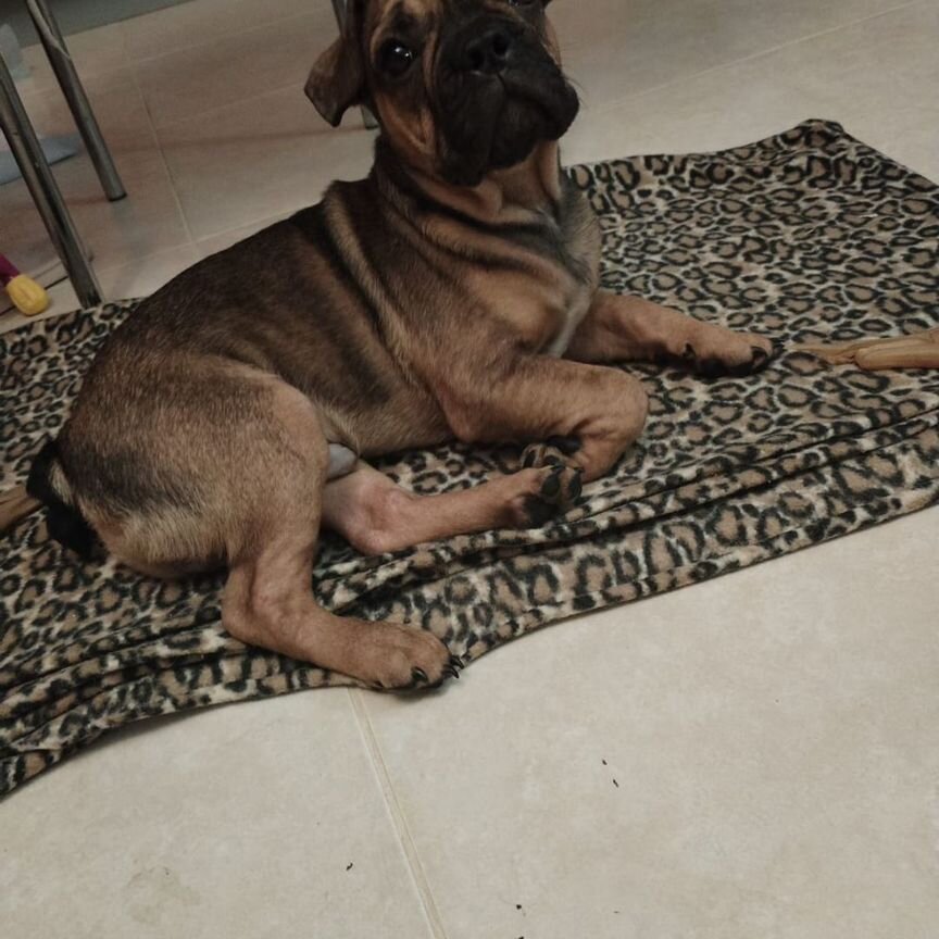 Французский бульдог