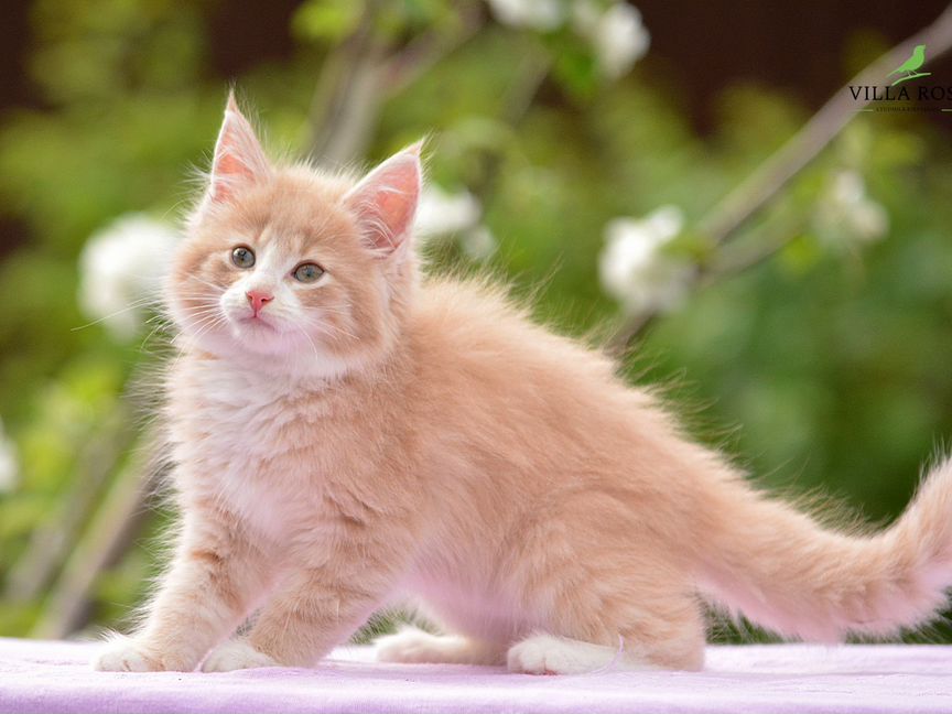 Норвежская лесная Кошка