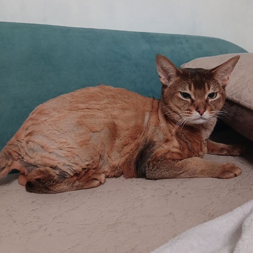 Абиссинский, взрослый кот