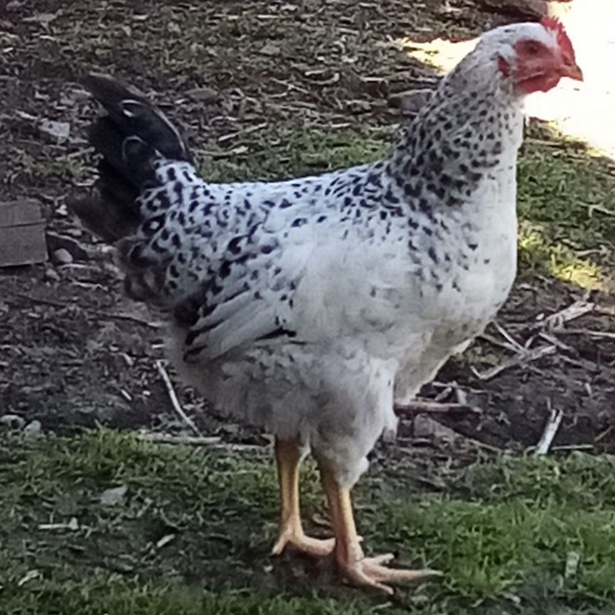 Молодые петухи