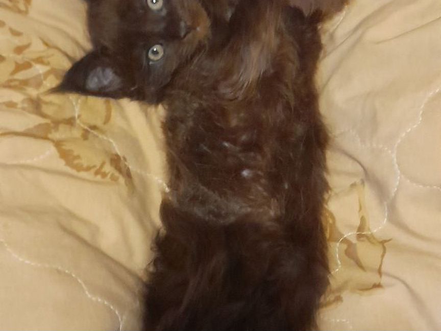 Мейнкун котёнок