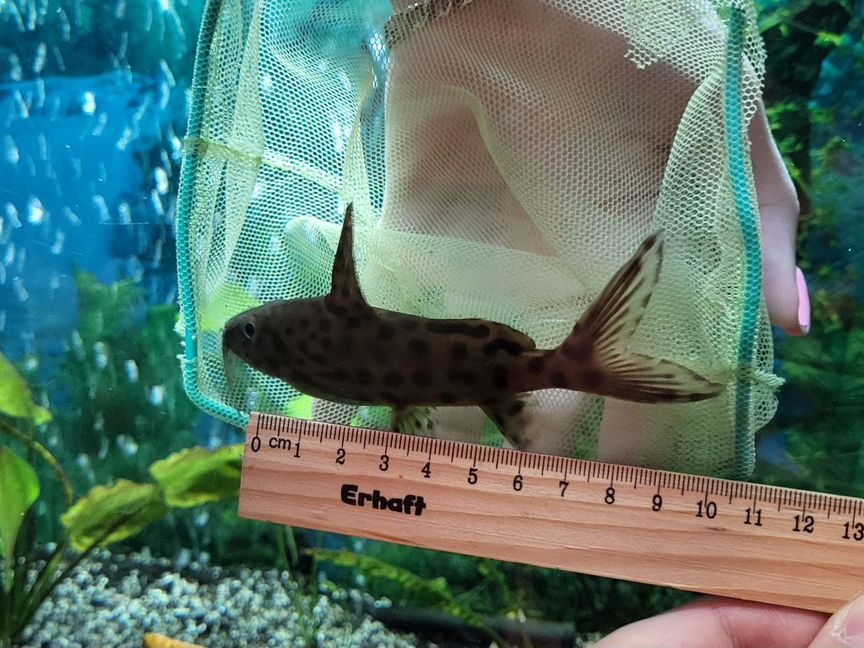 Сомы аквариумные Агамикс и Синодонтис