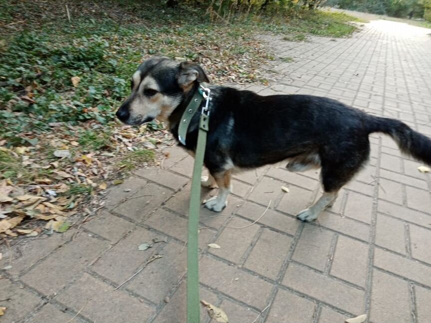 Собака в добрые руки, кобель