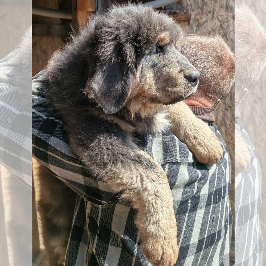 Тибетский мастиф, щенок