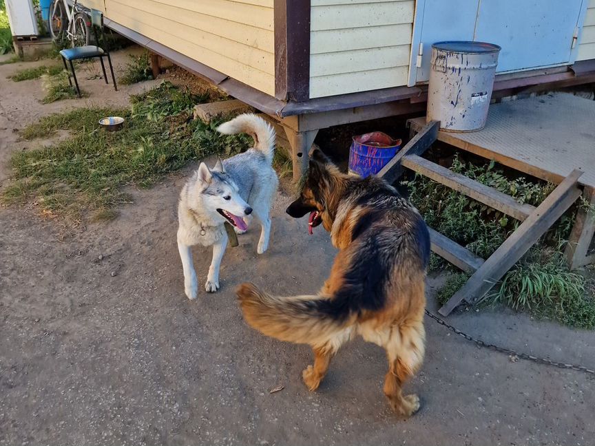 Собака в добрые руки отдам бесплатно