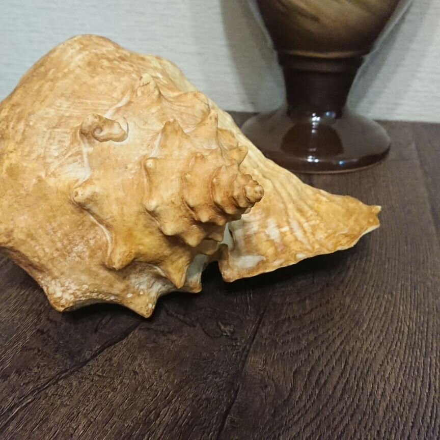 Ракушка морская большая