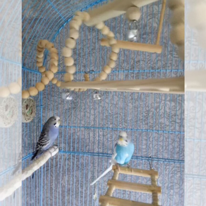 Волнистый попугай