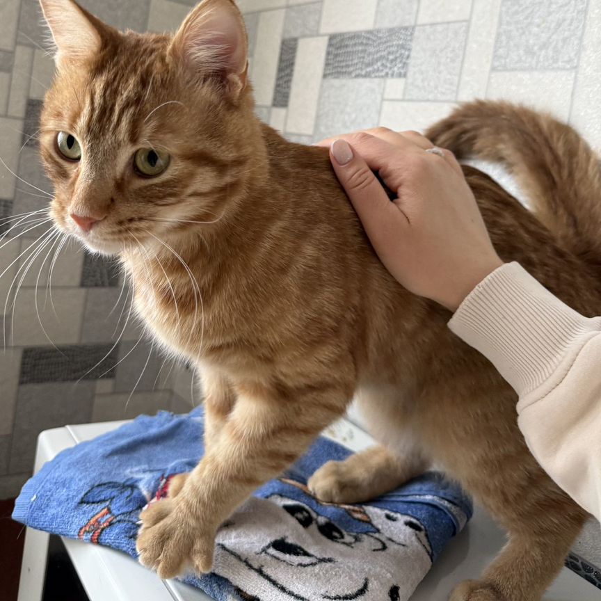 Взрослый кот в добрые руки