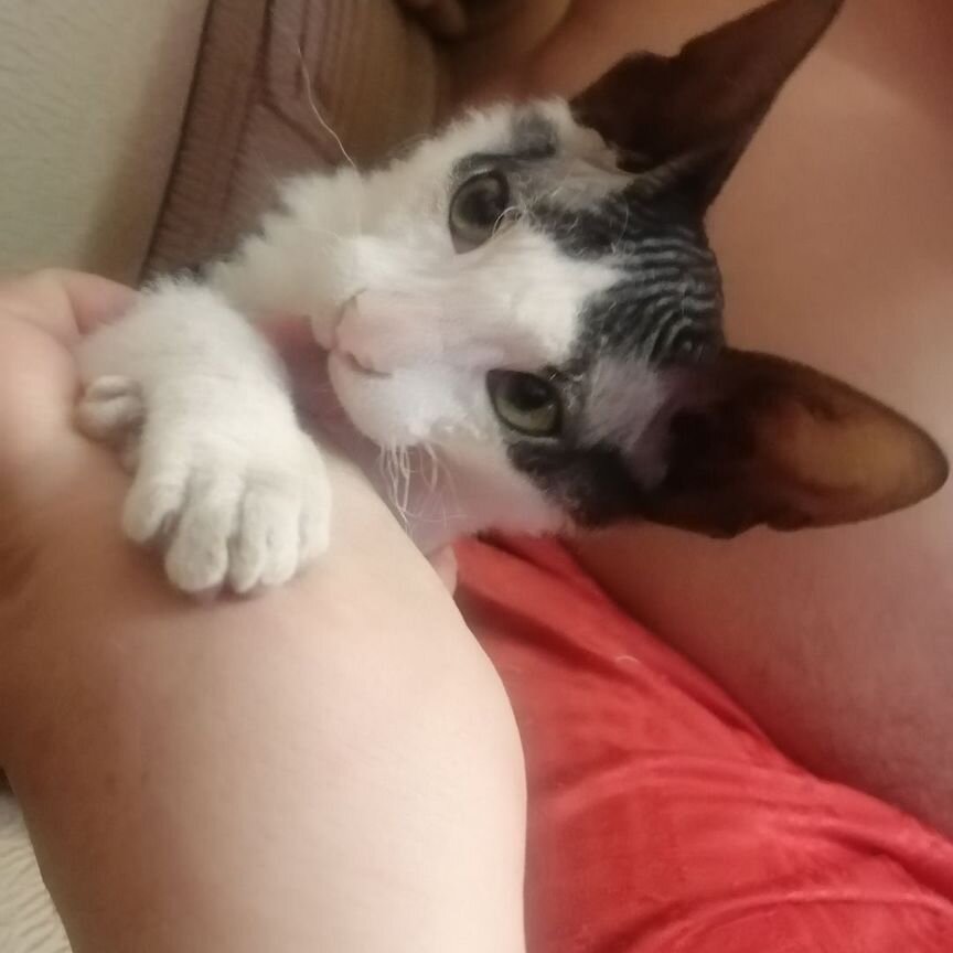 Котенок сфинкс велюр