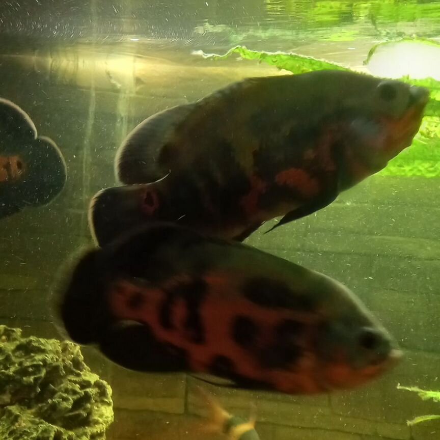 Астронотусы 1.5 года