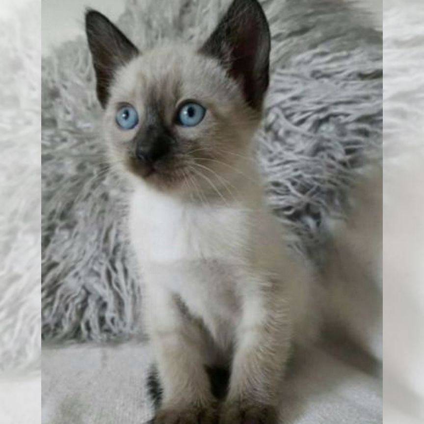 Тайский котёнок