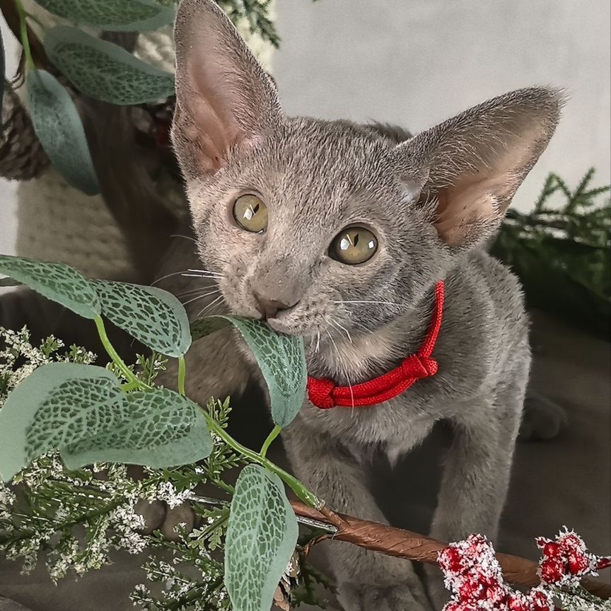 Петерболд котёнок