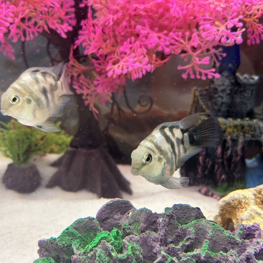 Аквариумные рыбки