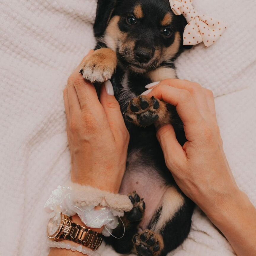 Прекрасные малыши в поисках мампап