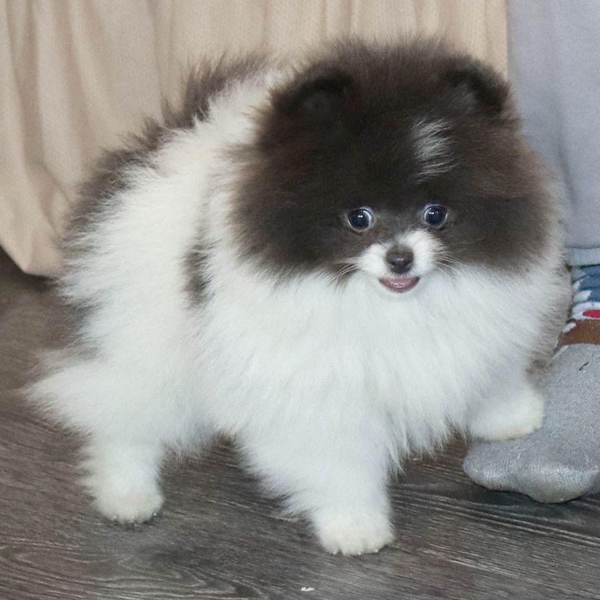 Померанский шпиц, щенок