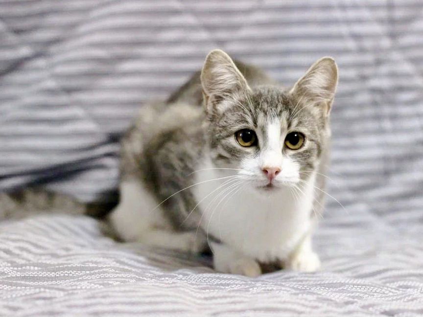 Кошечка Шурочка в добрые руки