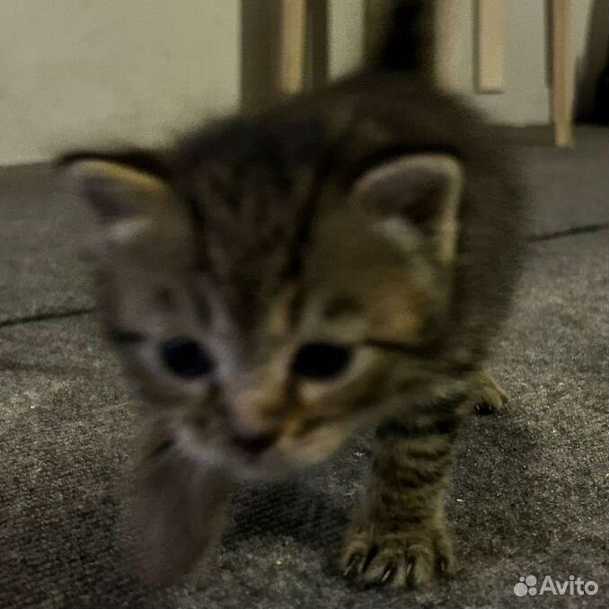 Котята мама британка папа подлец