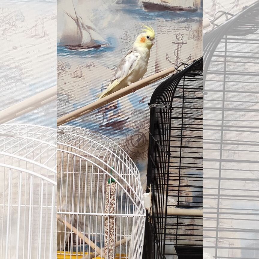 Попугай корелла бесплатно