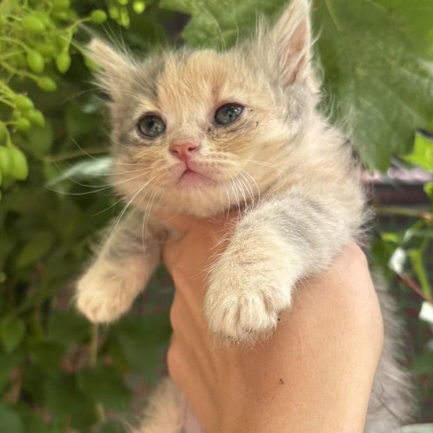 Кошка