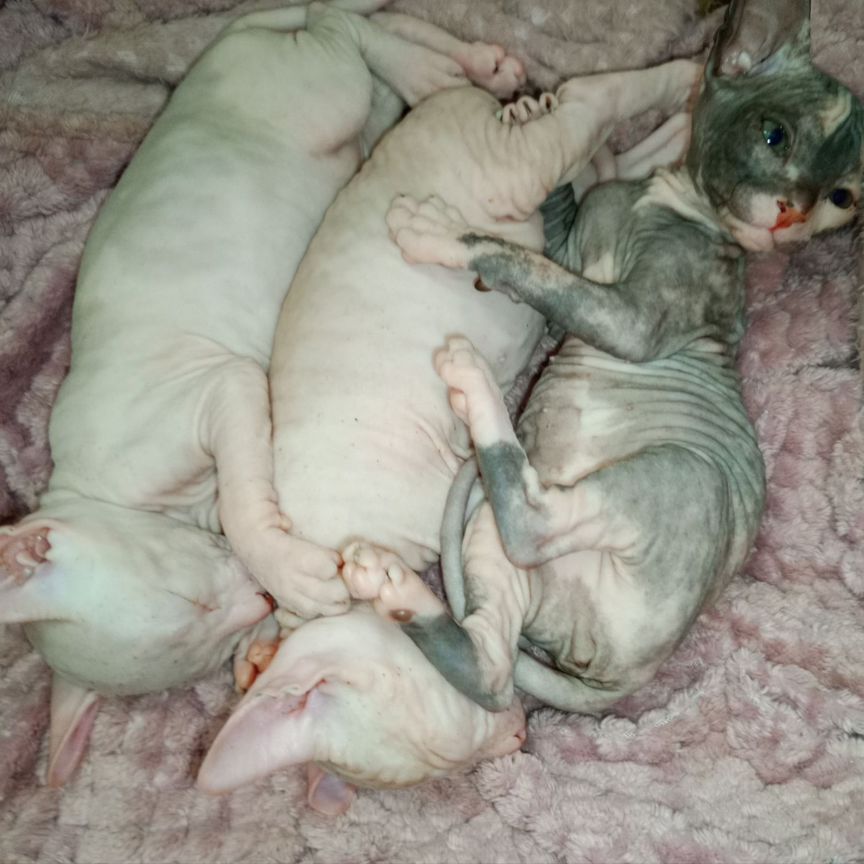 Котята породы сфинкс