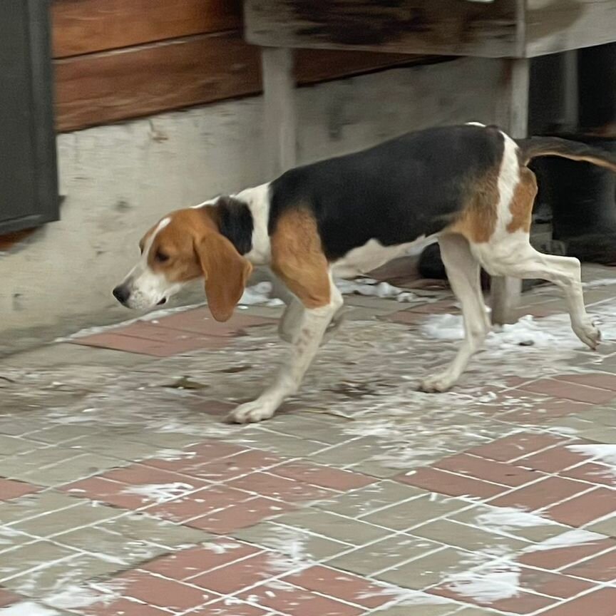 Эстонская гончая