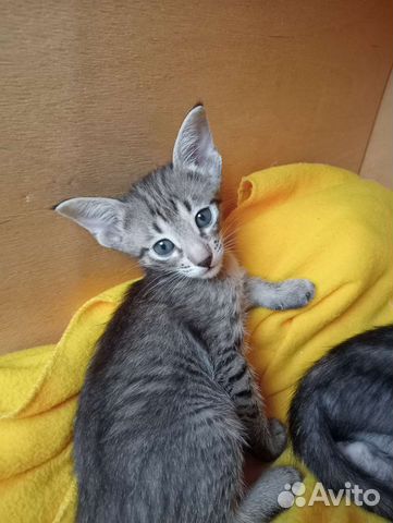 Ориентальная