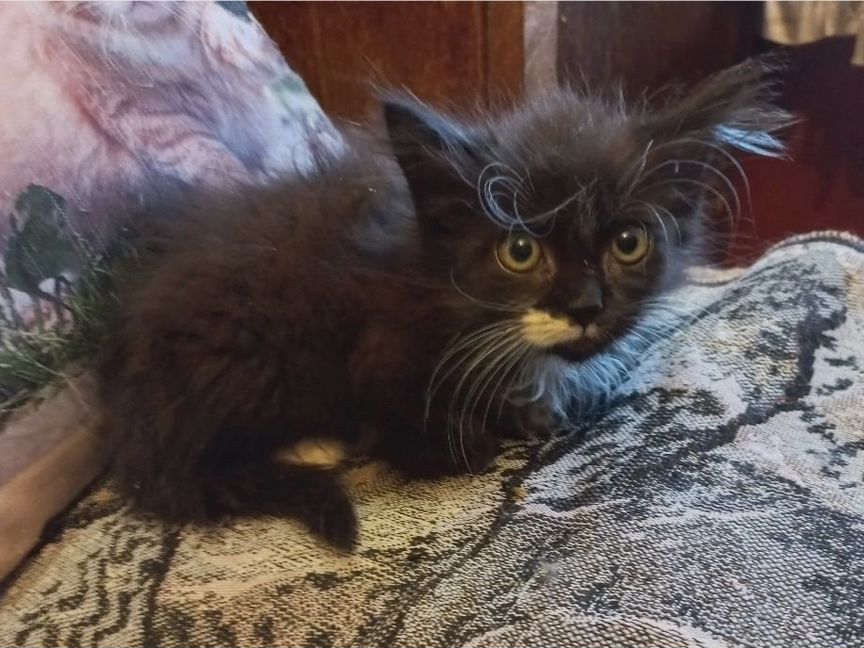 Котенок ищет хозяев