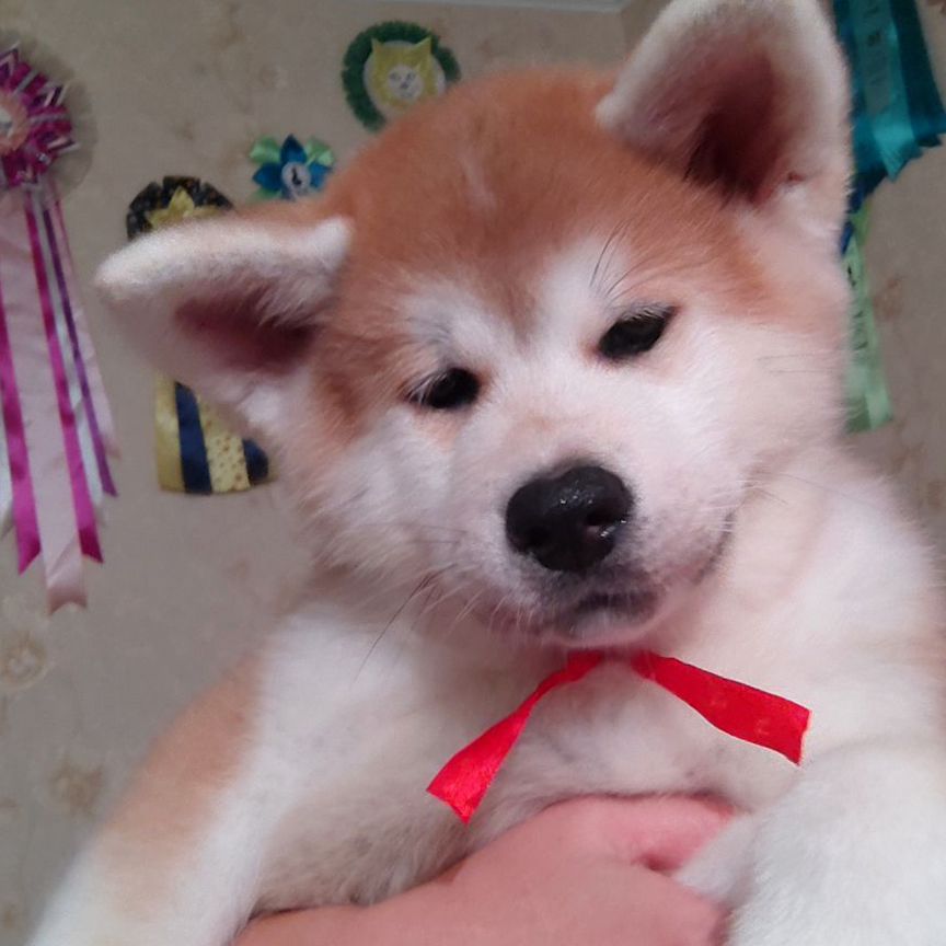 Акита-ину, щенок