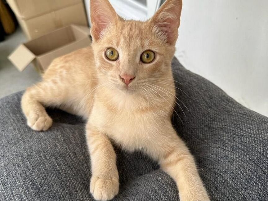 Рыжие котята 4 мес