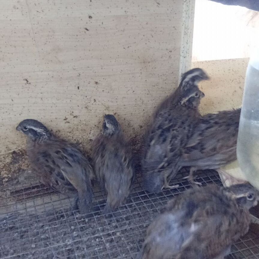 Вергинские перепела