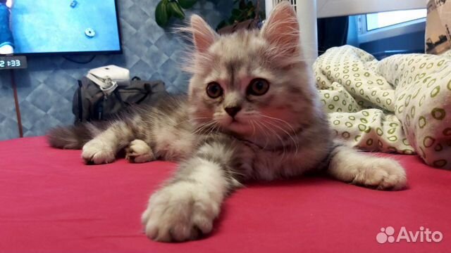 Длинношёрстная британка помесь с персом