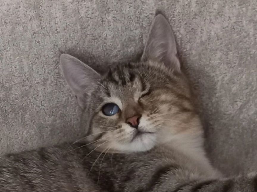 Маленькие котята девочки