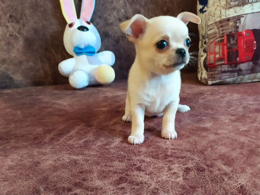 Чихуахуа мини девочка