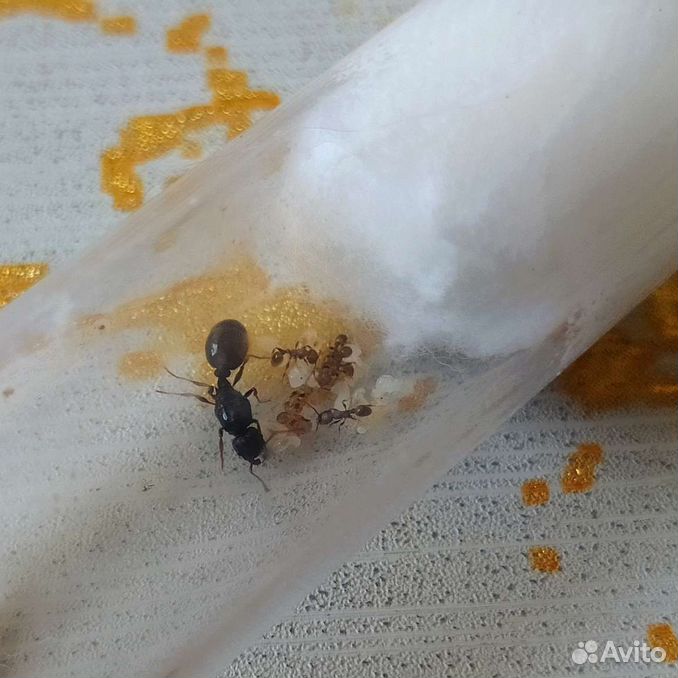 Матка муравьёв