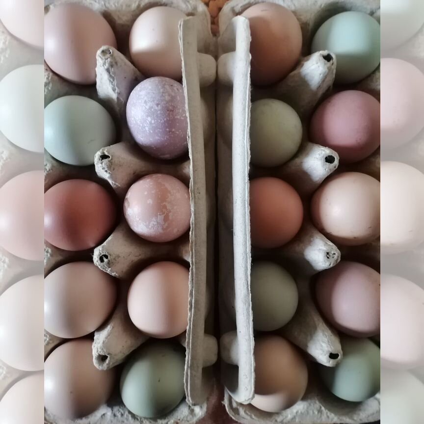 Яйца куриные инкубационные