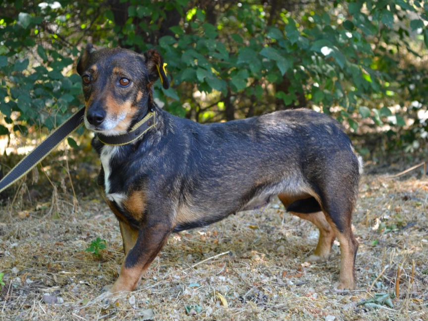 Мелкая собака в добрые руки