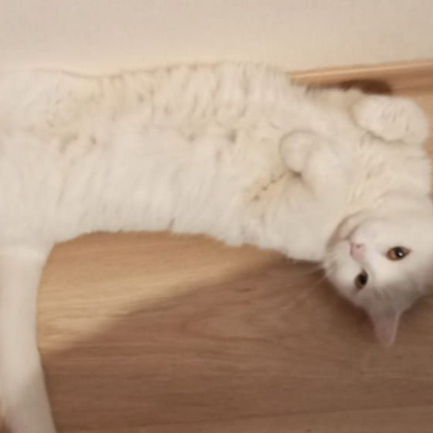 Отдам бесплатно кошечку