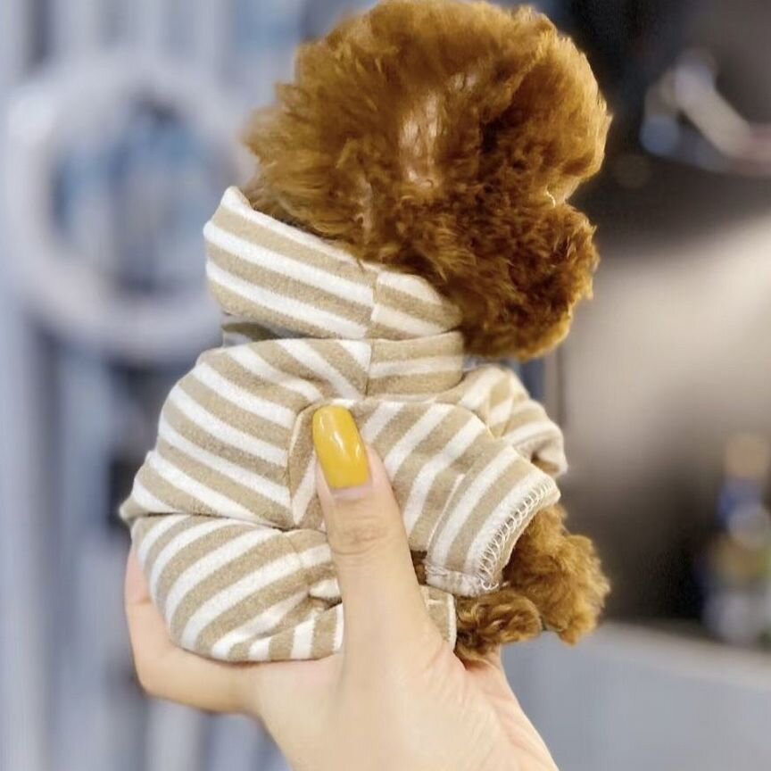 Мальтипу, щенок