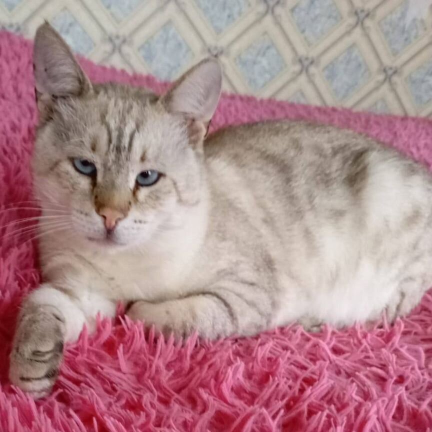 Взрослый кот в добрые руки