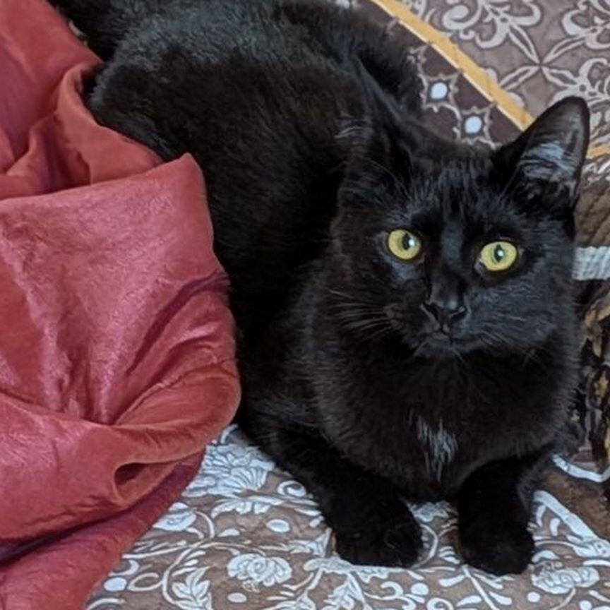 Взрослая, кошка в добрые руки