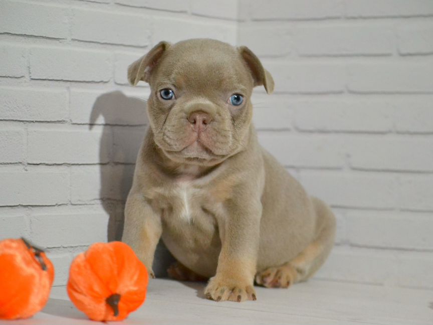 Изабелла подпал мальчик