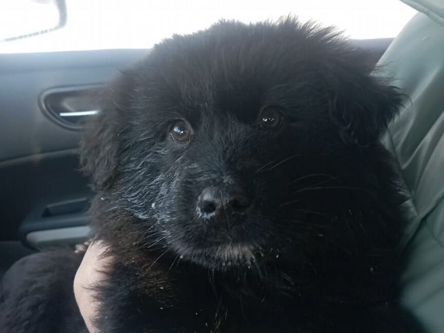 Щенки в добрые руки