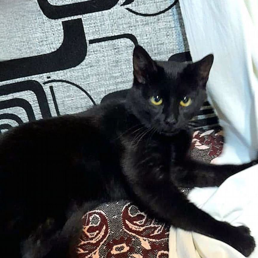 Котенок